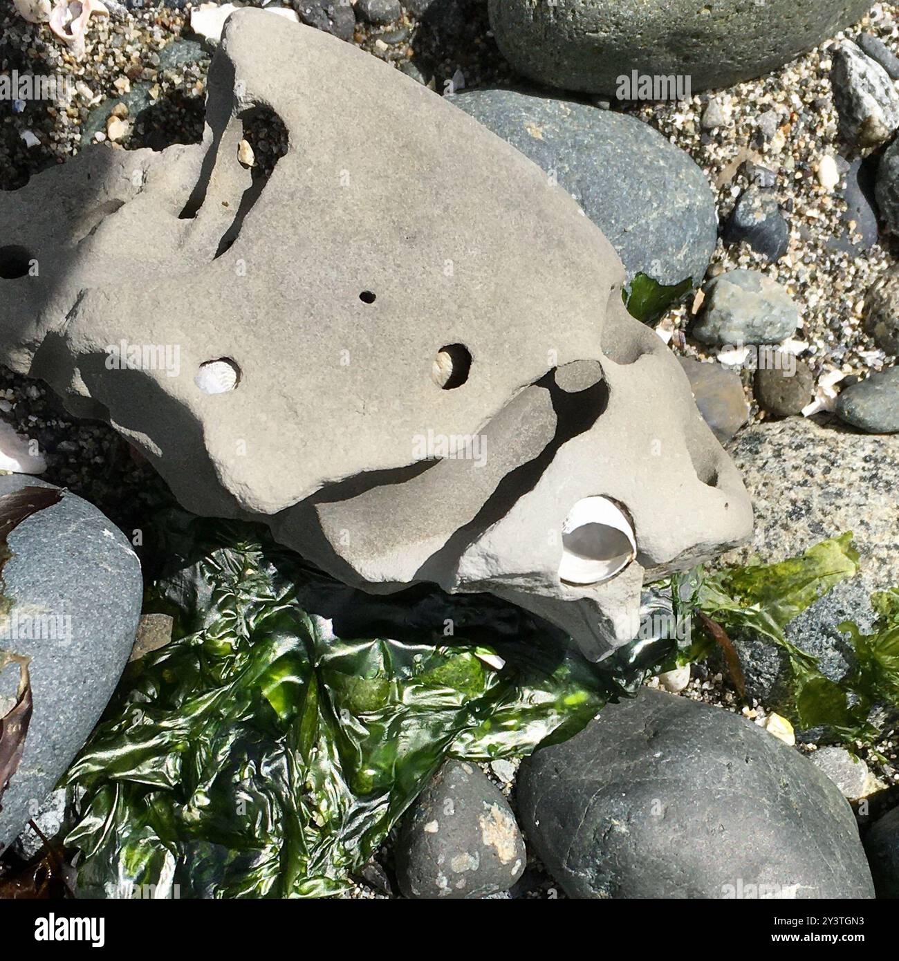 Piddocks and Angelwings (Pholadidae) Mollusca Stock Photo - Alamy