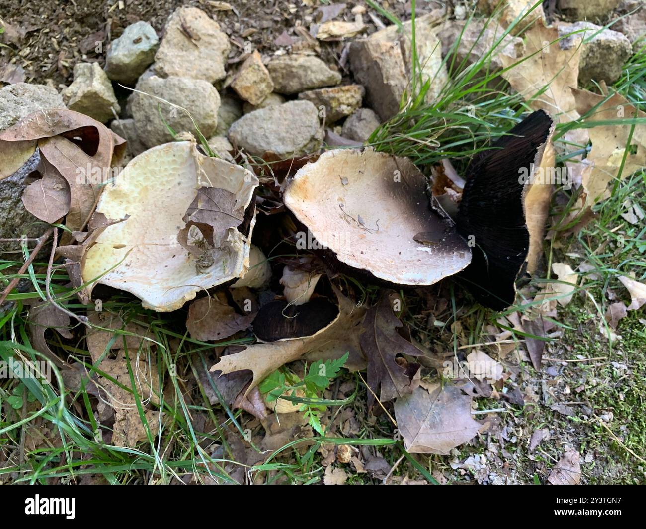 The Prince (Agaricus augustus) Fungi Stock Photo - Alamy