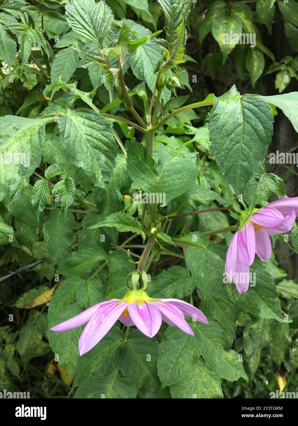 Tree Dahlia (Dahlia imperialis) Plantae Stock Photo - Alamy