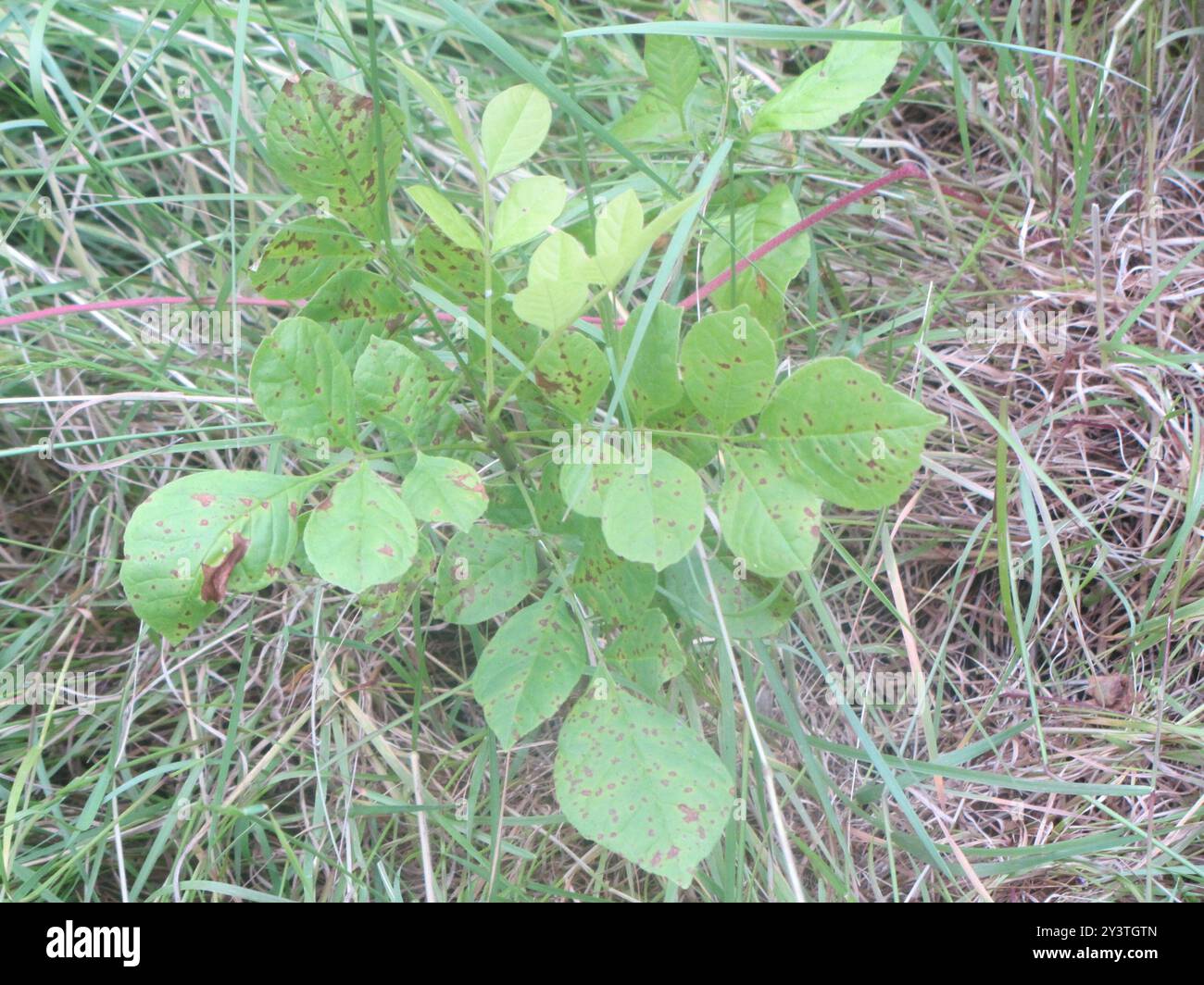 Oregon Ash (Fraxinus latifolia) Plantae Stock Photo - Alamy