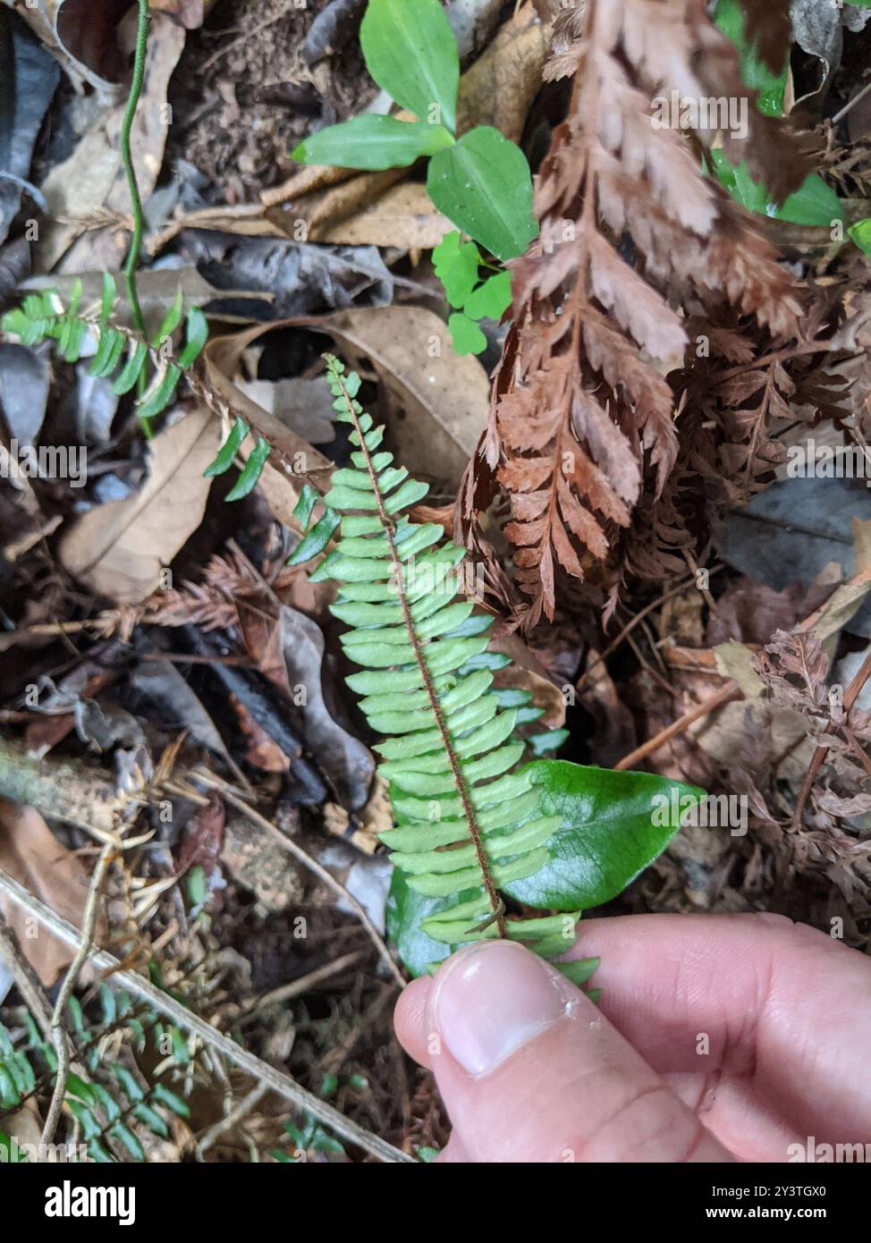 Dwarf Sickle Fern (Pellaea nana) Plantae Stock Photo - Alamy