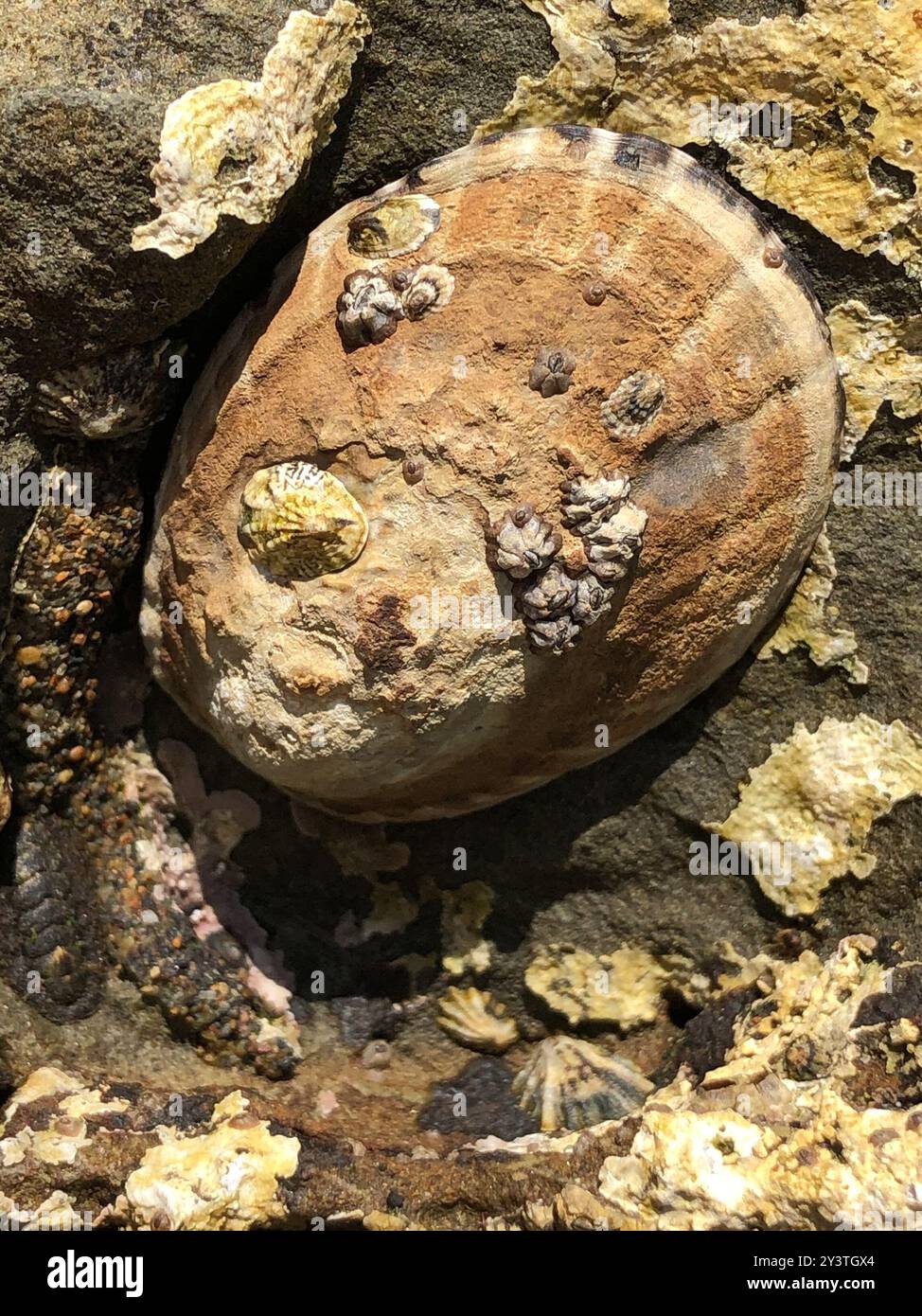 Owl Limpet (Lottia gigantea) Mollusca Stock Photo - Alamy