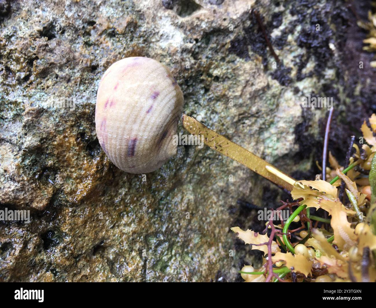 Bleeding Tooth Nerite (Nerita peloronta) Mollusca Stock Photo - Alamy