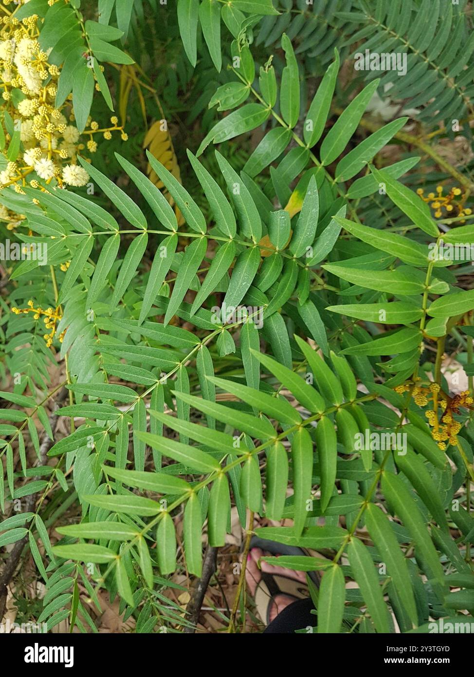 Cedar wattle (Acacia elata) Plantae Stock Photo - Alamy