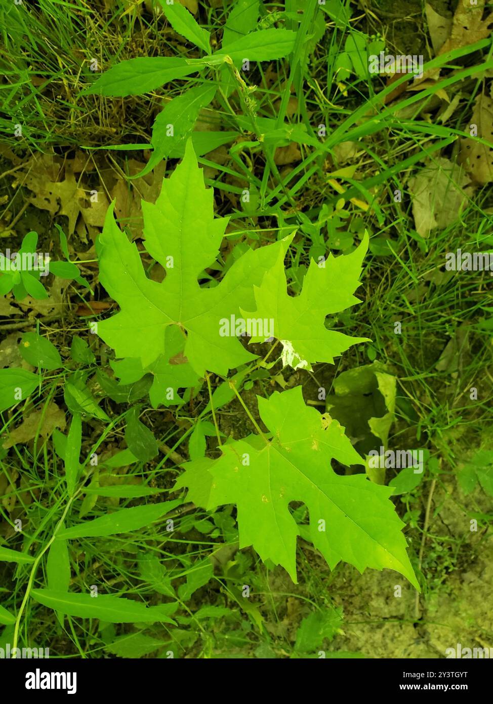 dicots (Magnoliopsida) Plantae Stock Photo - Alamy