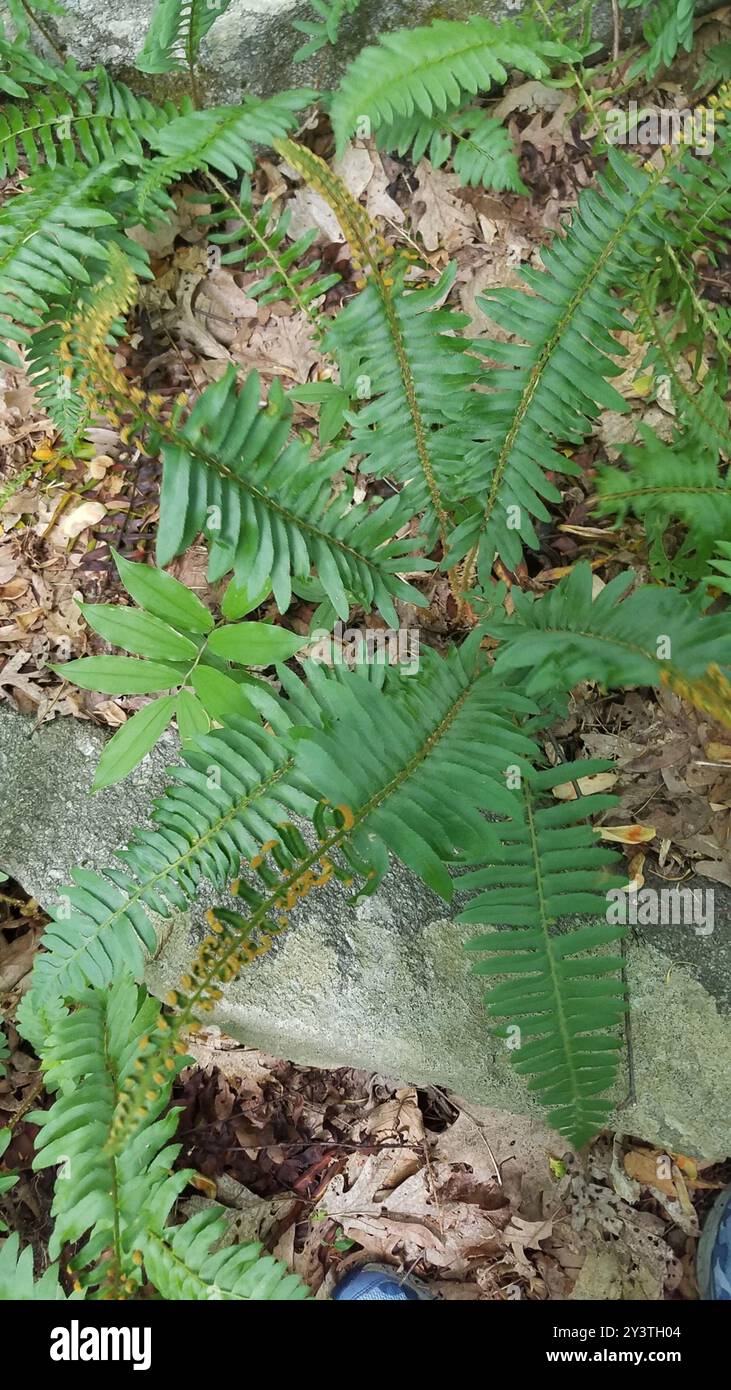 Christmas fern (Polystichum acrostichoides) Plantae Stock Photo - Alamy