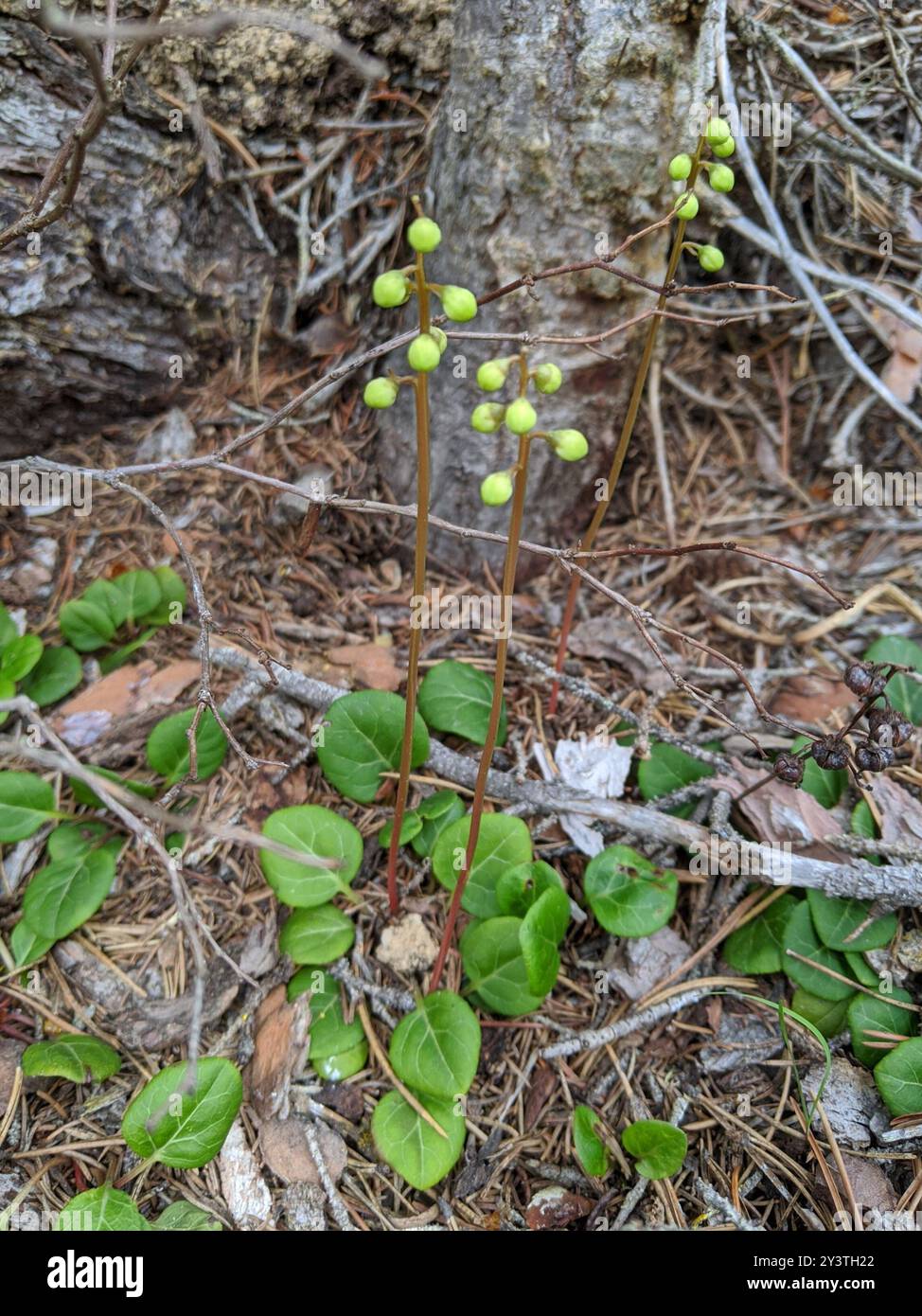 green-flowered wintergreen (Pyrola chlorantha) Plantae Stock Photo - Alamy