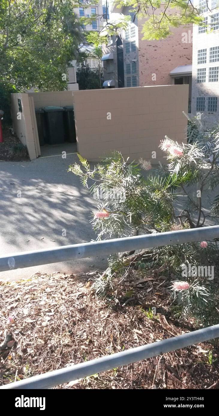 Common Tree Snake (Dendrelaphis punctulatus) Reptilia Stock Photo - Alamy