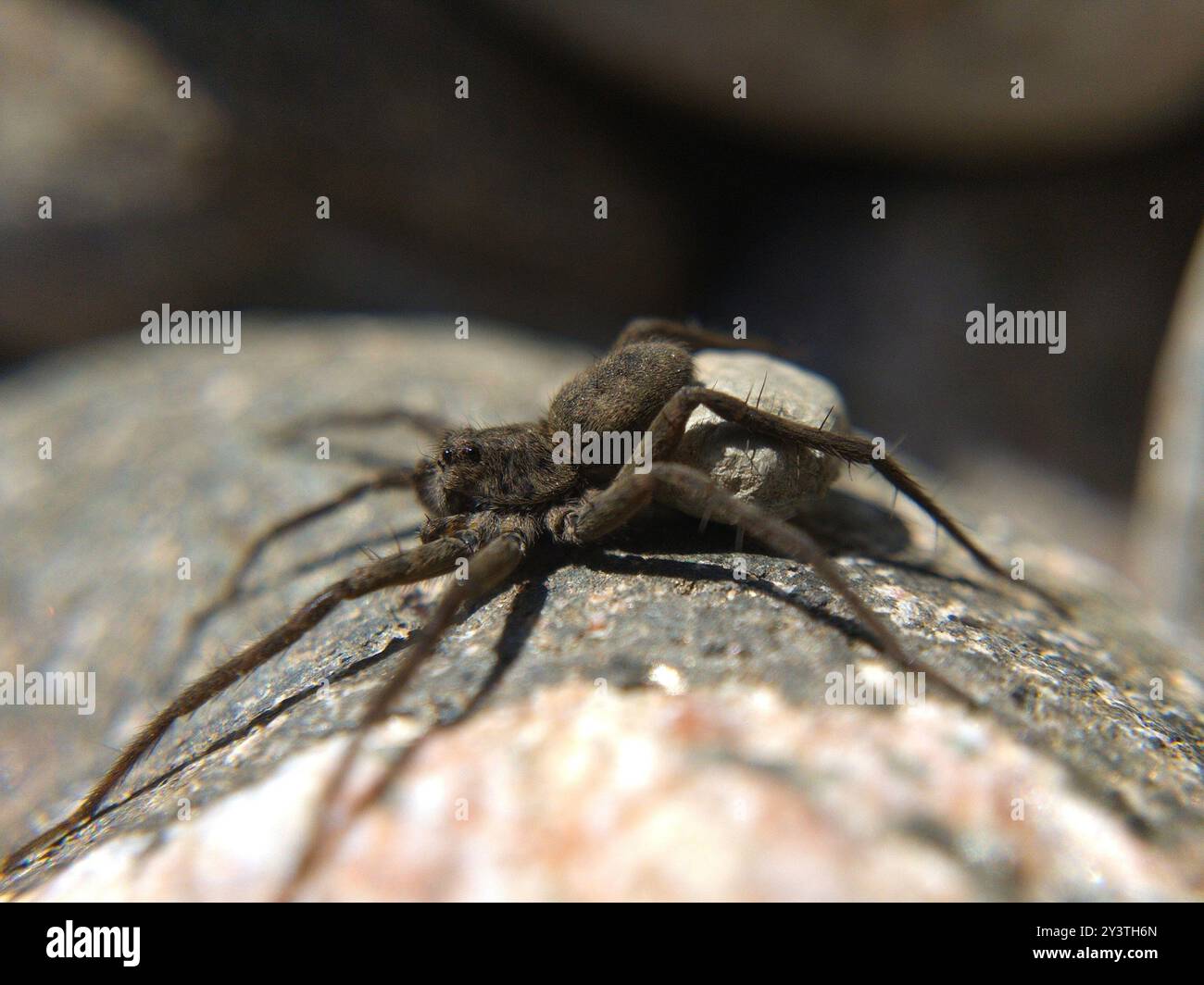 Stone Spider (Pardosa lapidicina) Arachnida Stock Photo - Alamy