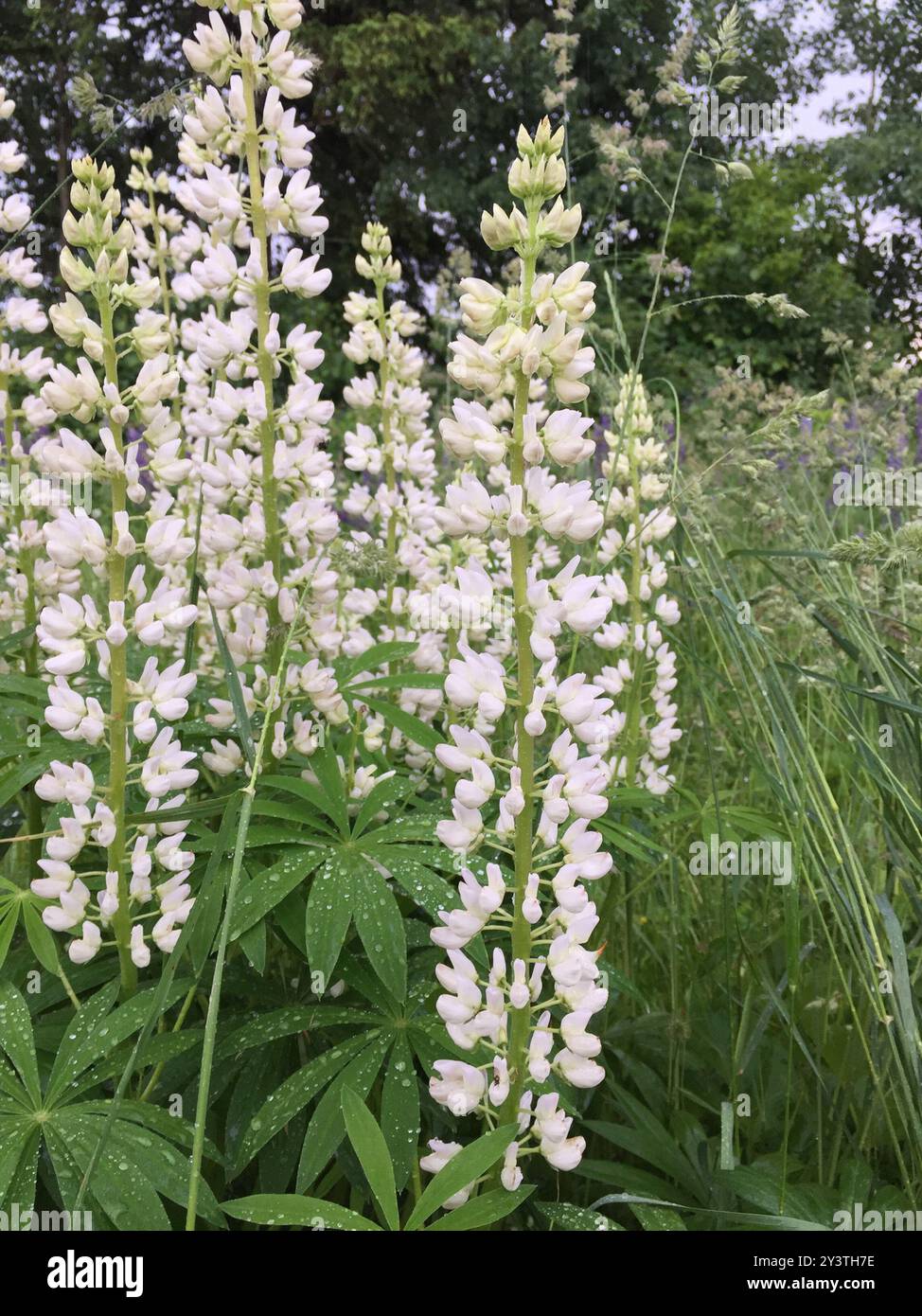 Large-leaved lupine (Lupinus polyphyllus) Plantae Stock Photo - Alamy