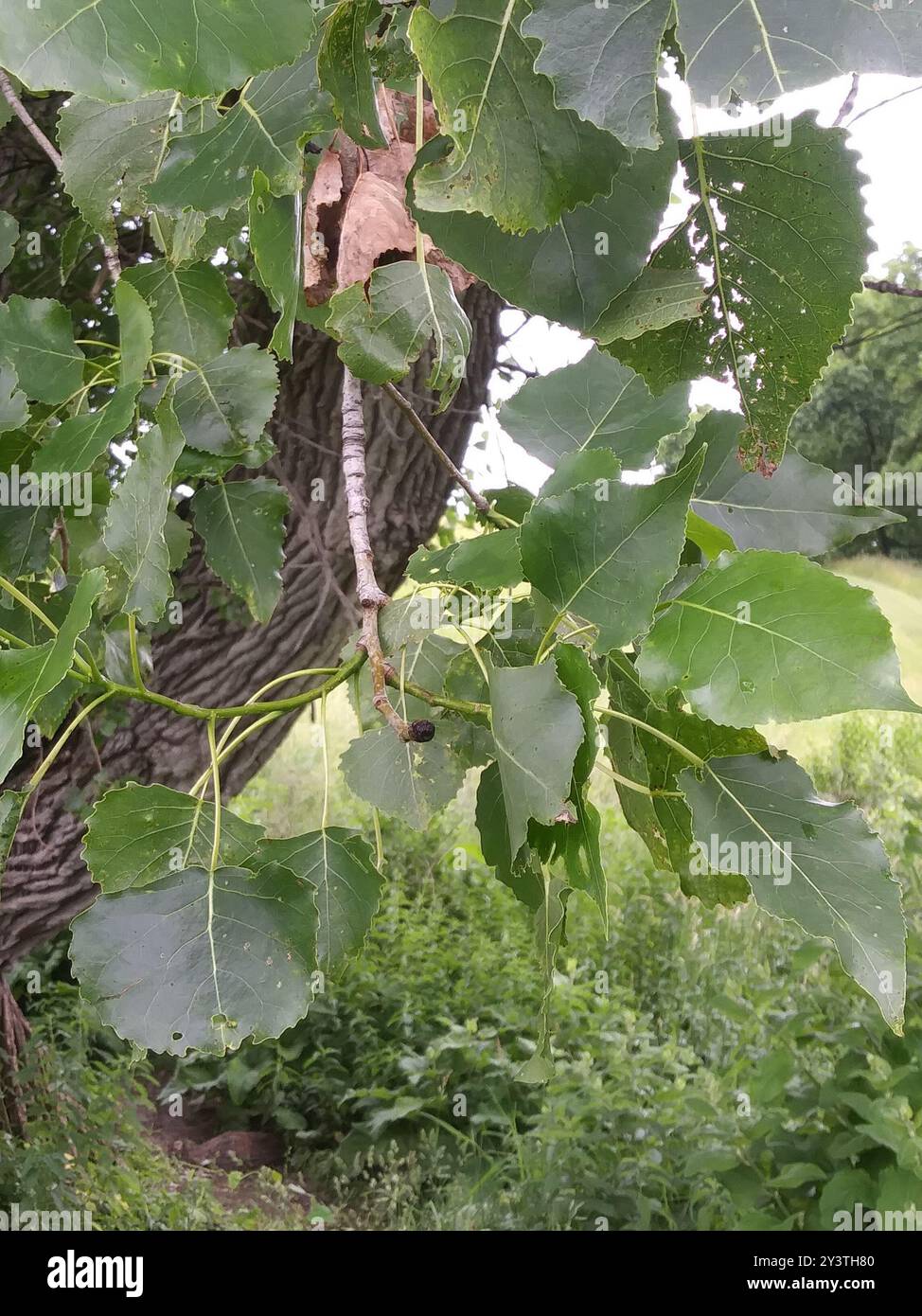 Eastern Cottonwood (Populus deltoides) Plantae Stock Photo - Alamy