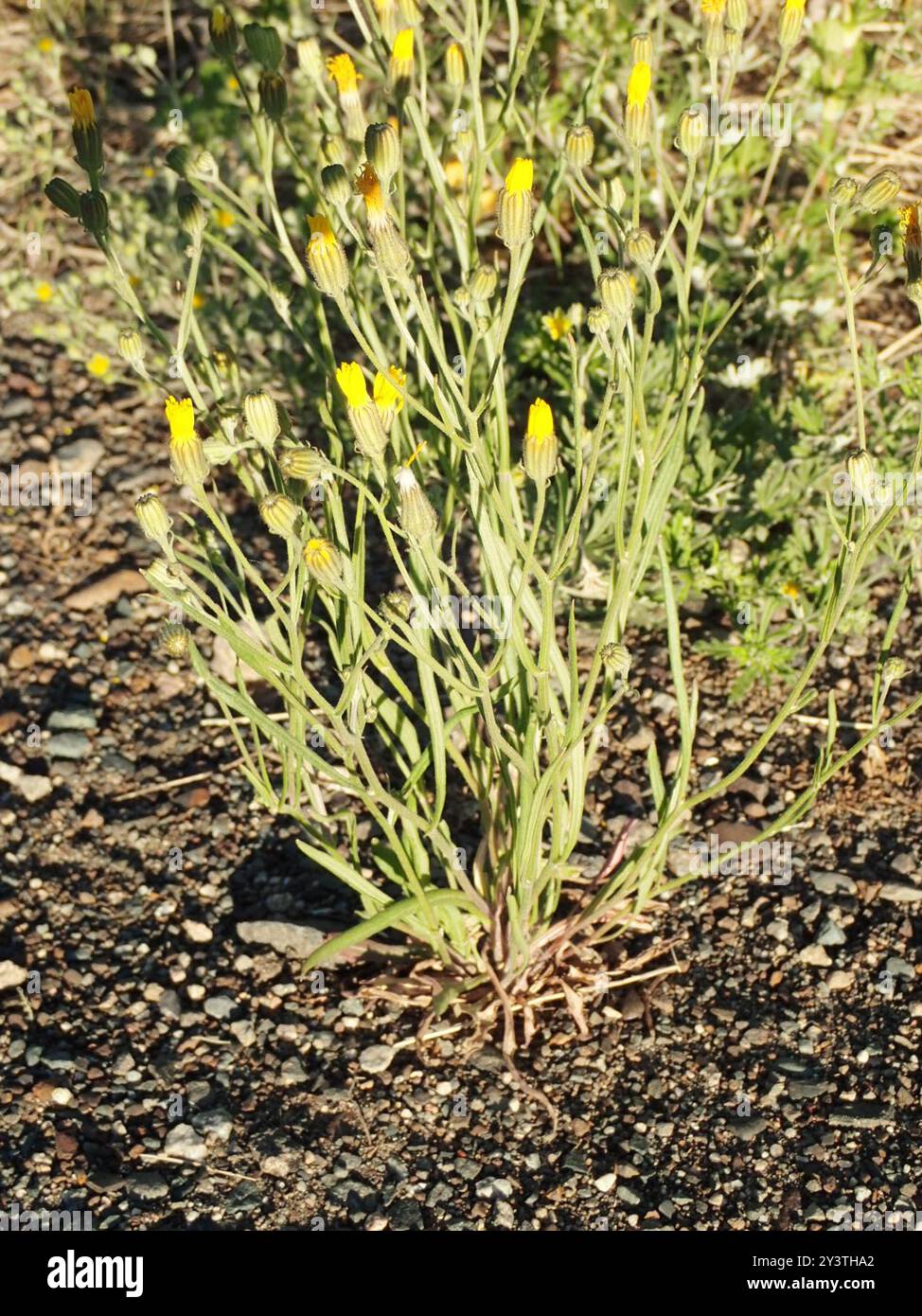 narrow-leaved hawksbeard (Crepis tectorum) Plantae Stock Photo - Alamy