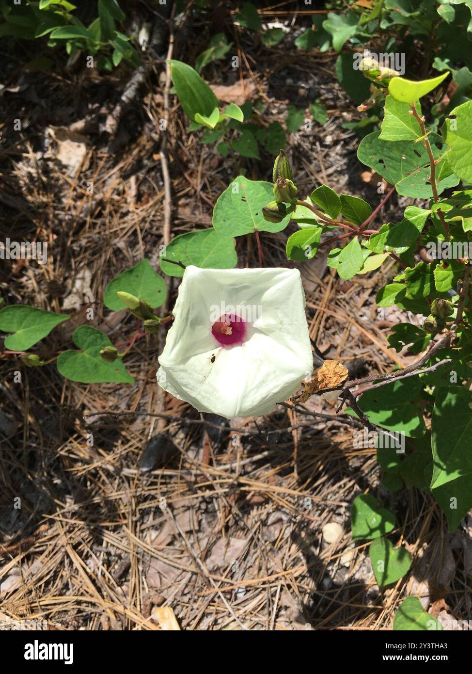 wild potato vine (Ipomoea pandurata) Plantae Stock Photo - Alamy