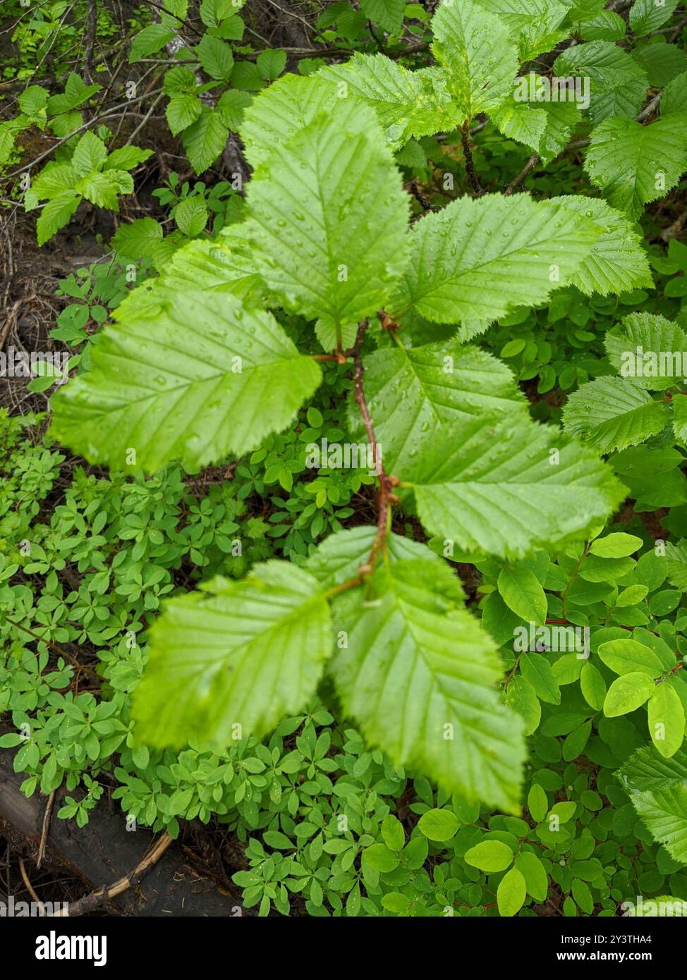 green alder (Alnus alnobetula) Plantae Stock Photo - Alamy