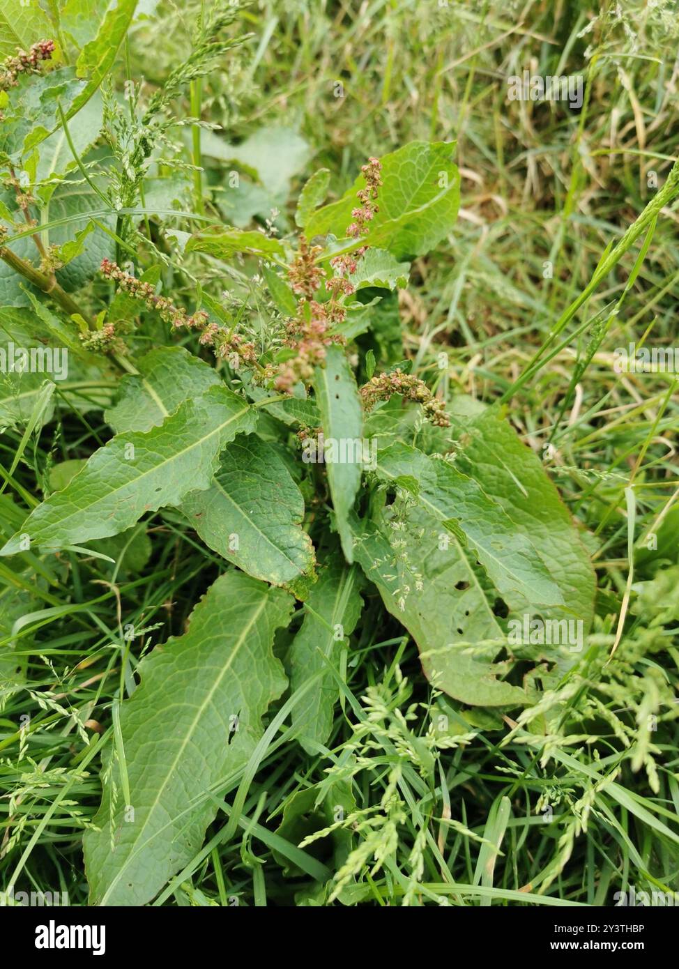 broad-leaved dock (Rumex obtusifolius) Plantae Stock Photo - Alamy