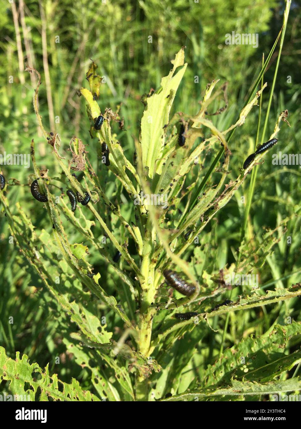 Goldenrod Leaf Beetle (Trirhabda canadensis) Insecta Stock Photo - Alamy
