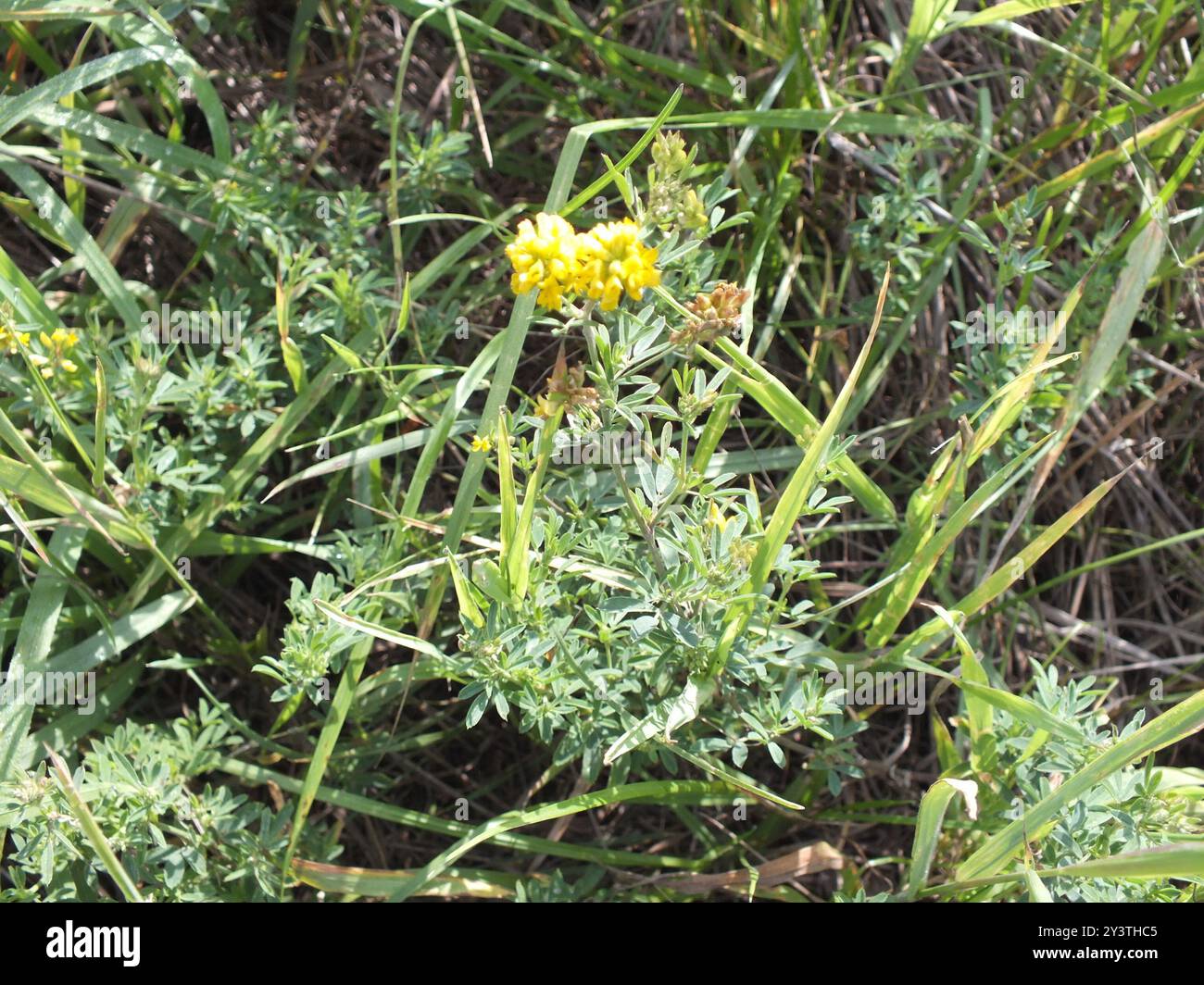 sickle alfalfa (Medicago falcata) Plantae Stock Photo - Alamy