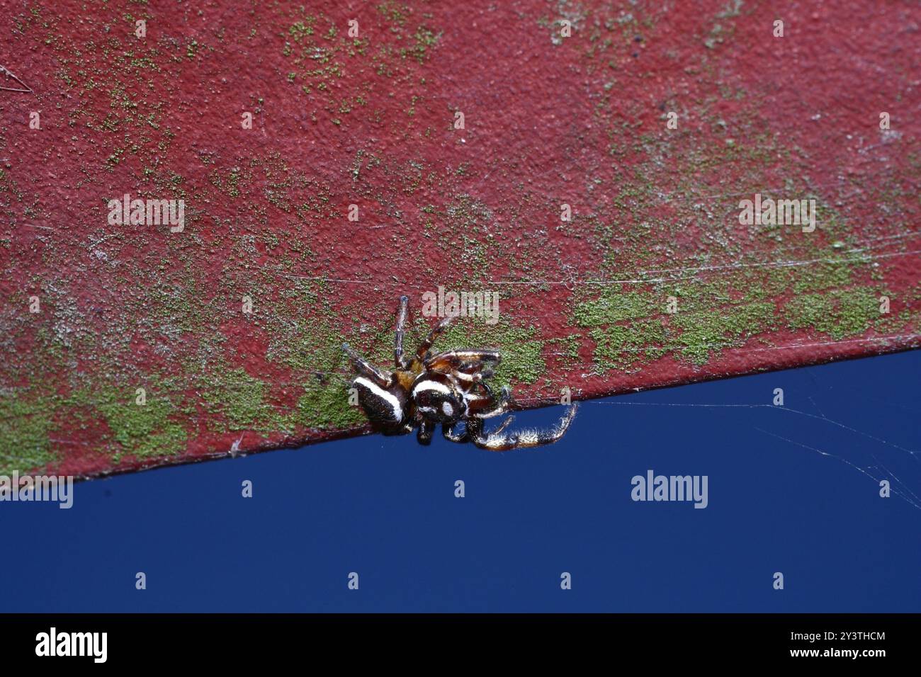 White-banded Jumping Spider (Eris flava) Arachnida Stock Photo - Alamy