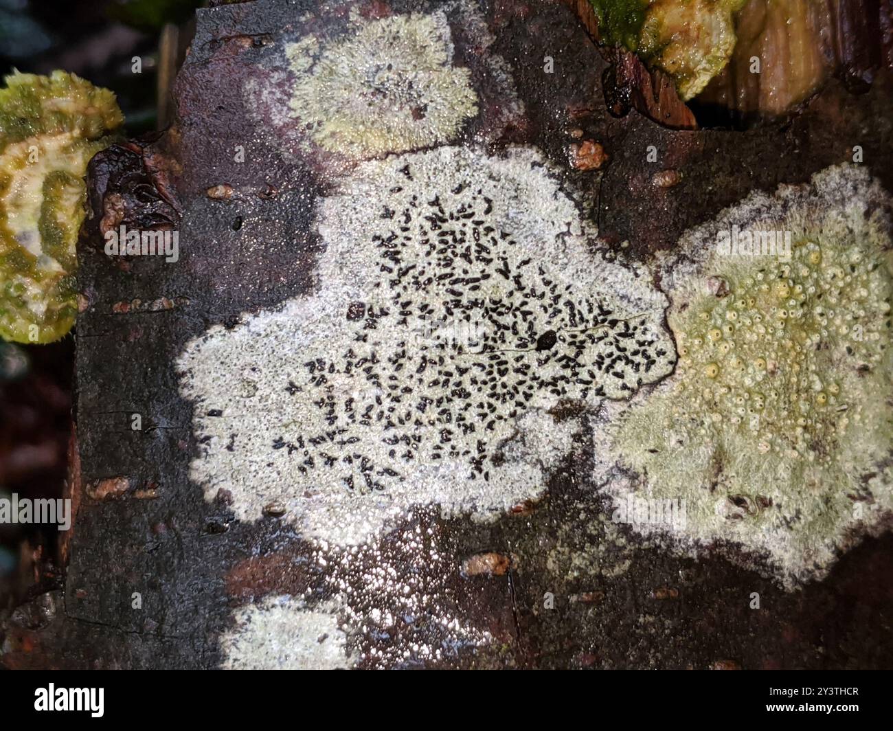 Common Script Lichen (Graphis scripta) Fungi Stock Photo - Alamy