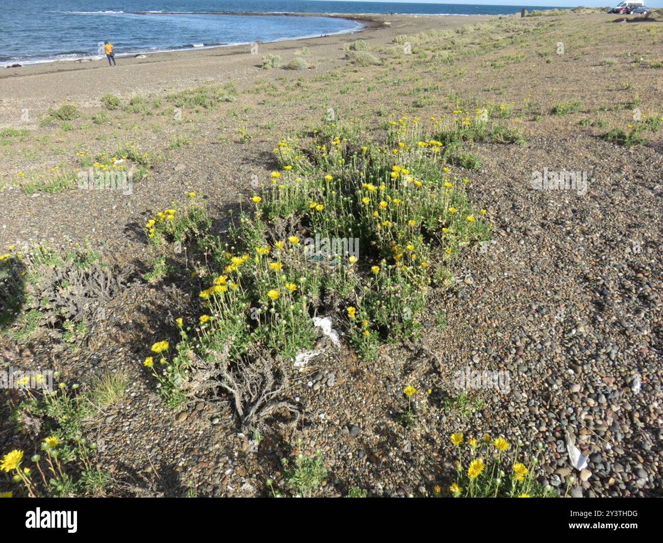 Shrubby Gumweed (Grindelia chiloensis) Plantae Stock Photo - Alamy