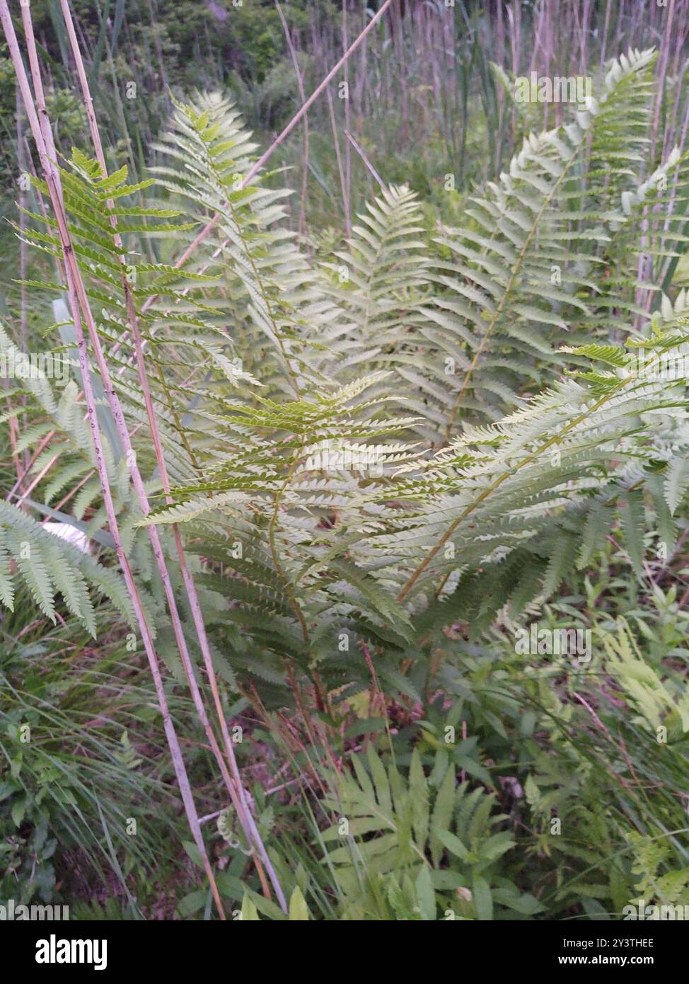 cinnamon fern (Osmundastrum cinnamomeum) Plantae Stock Photo - Alamy