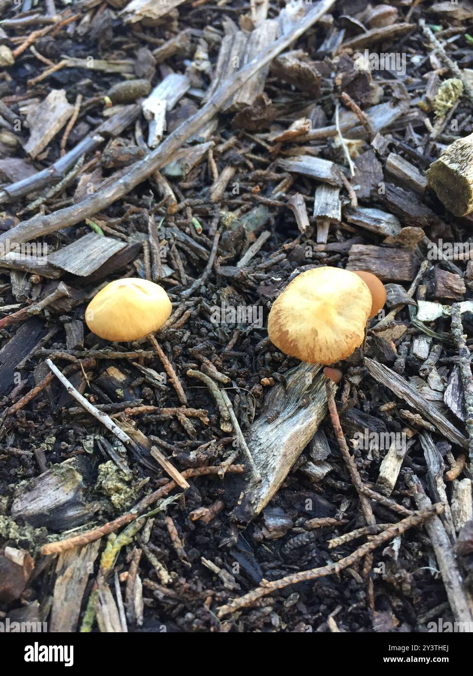 Common Fieldcap (Agrocybe pediades) Fungi Stock Photo - Alamy