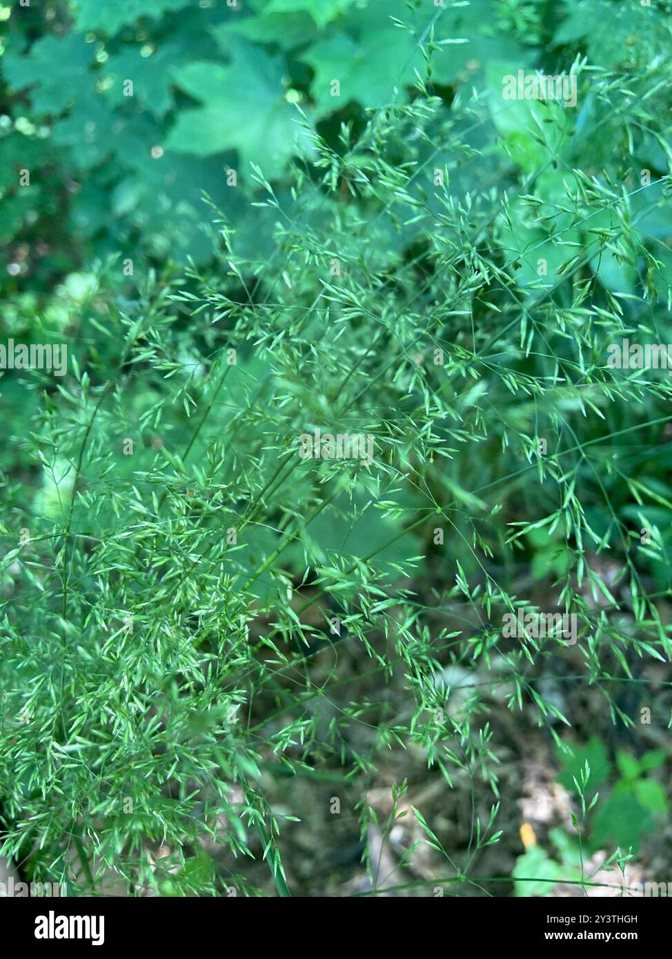 Wood Meadow-grass (Poa nemoralis) Plantae Stock Photo - Alamy