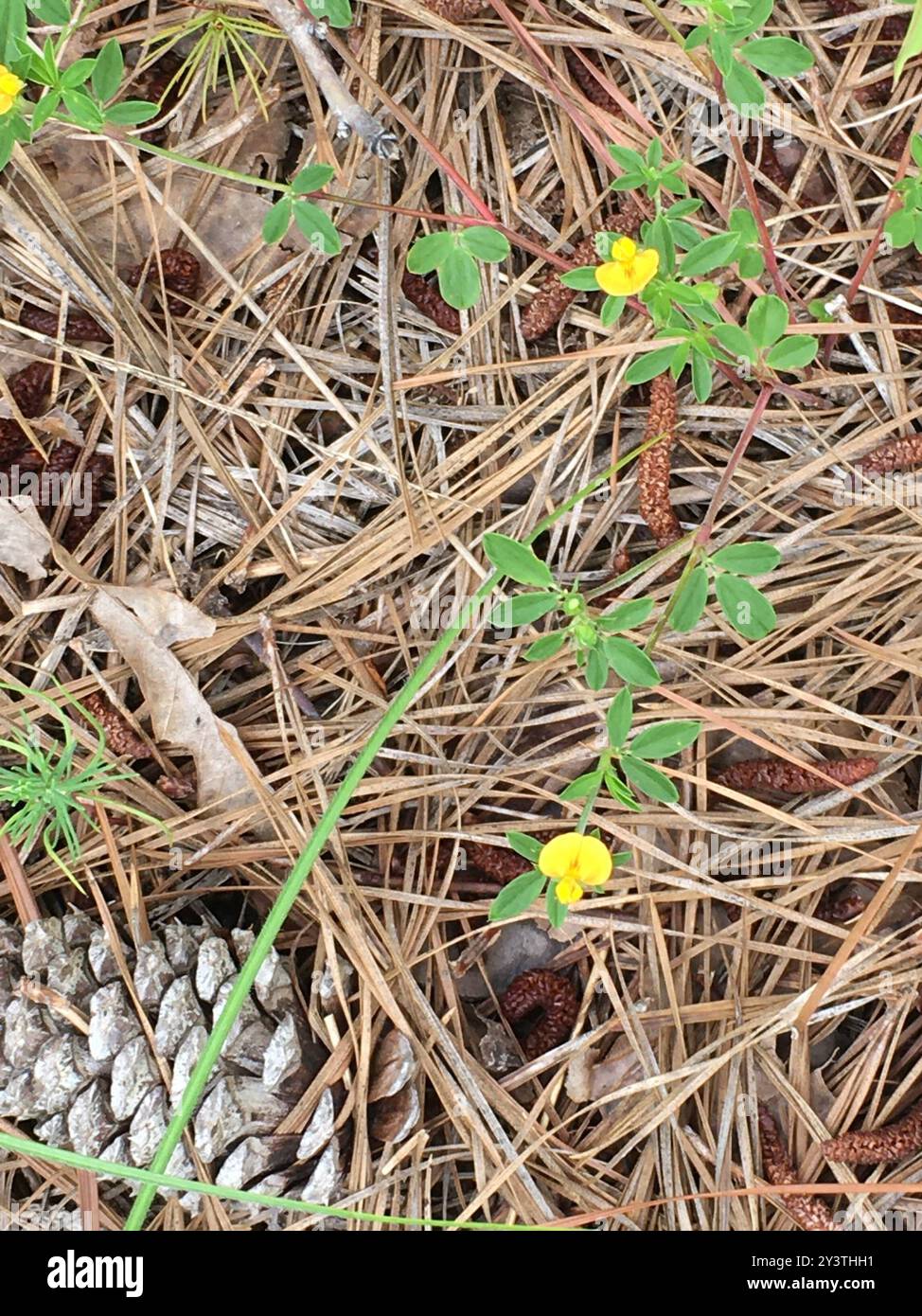 sidebeak pencilflower (Stylosanthes biflora) Plantae Stock Photo - Alamy