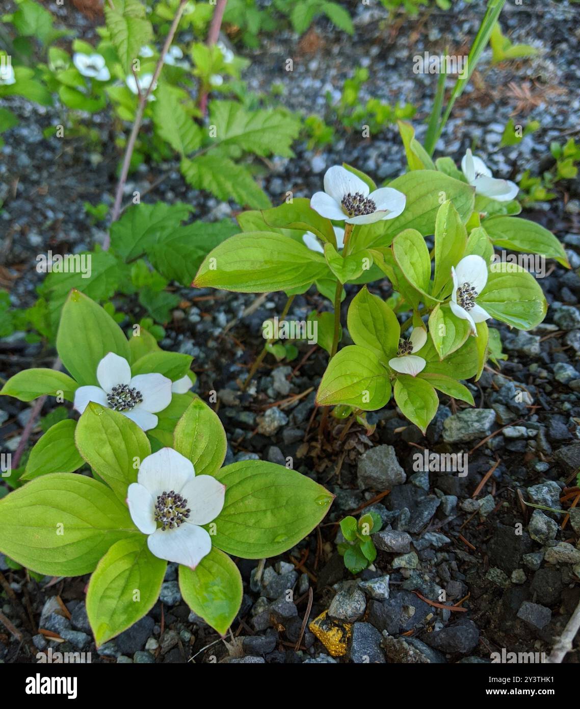 Western Bunchberry (Cornus unalaschkensis) Plantae Stock Photo - Alamy