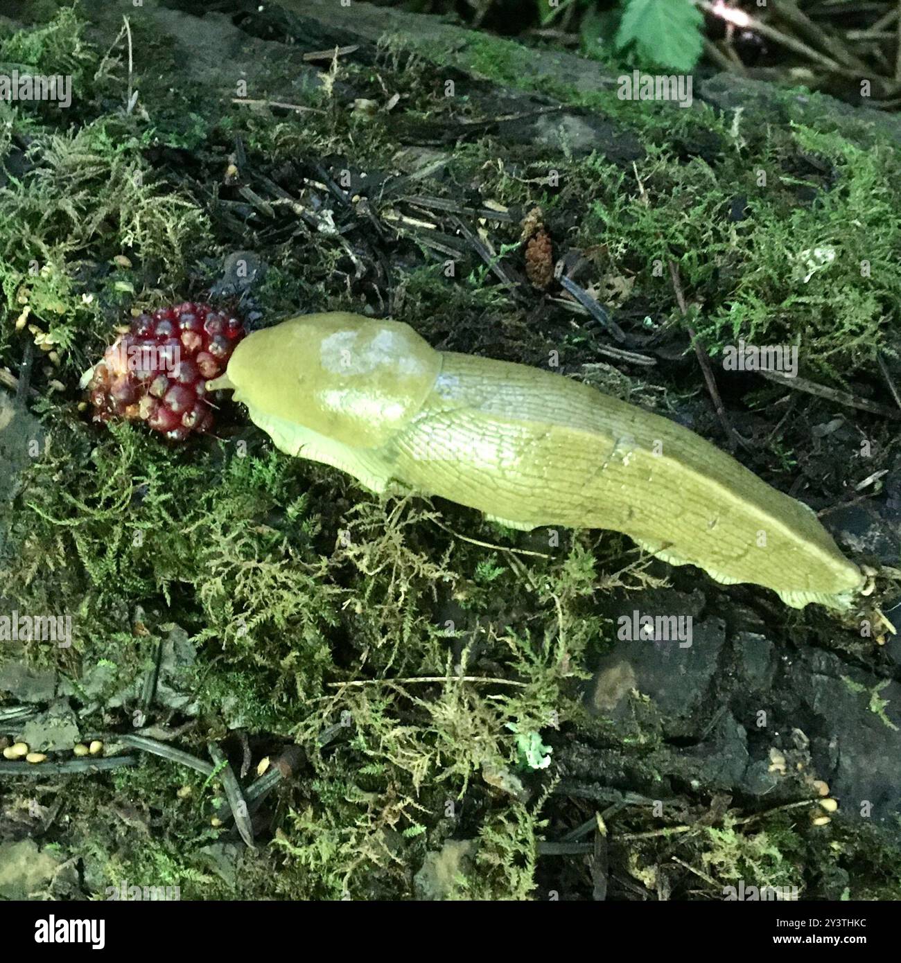 Pacific Banana Slug (Ariolimax columbianus) Mollusca Stock Photo - Alamy