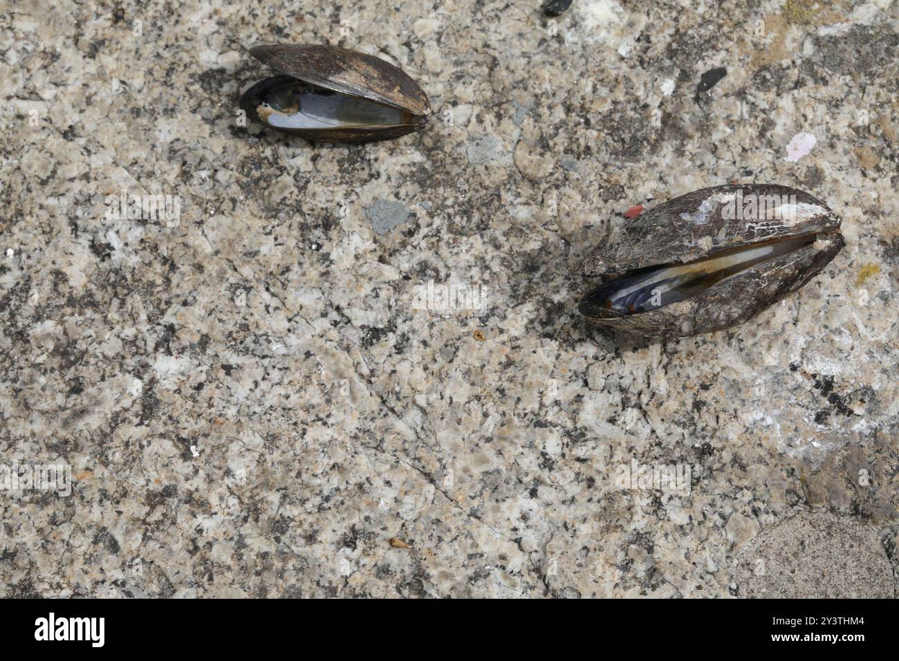 Blue Mussel (Mytilus edulis) Mollusca Stock Photo - Alamy