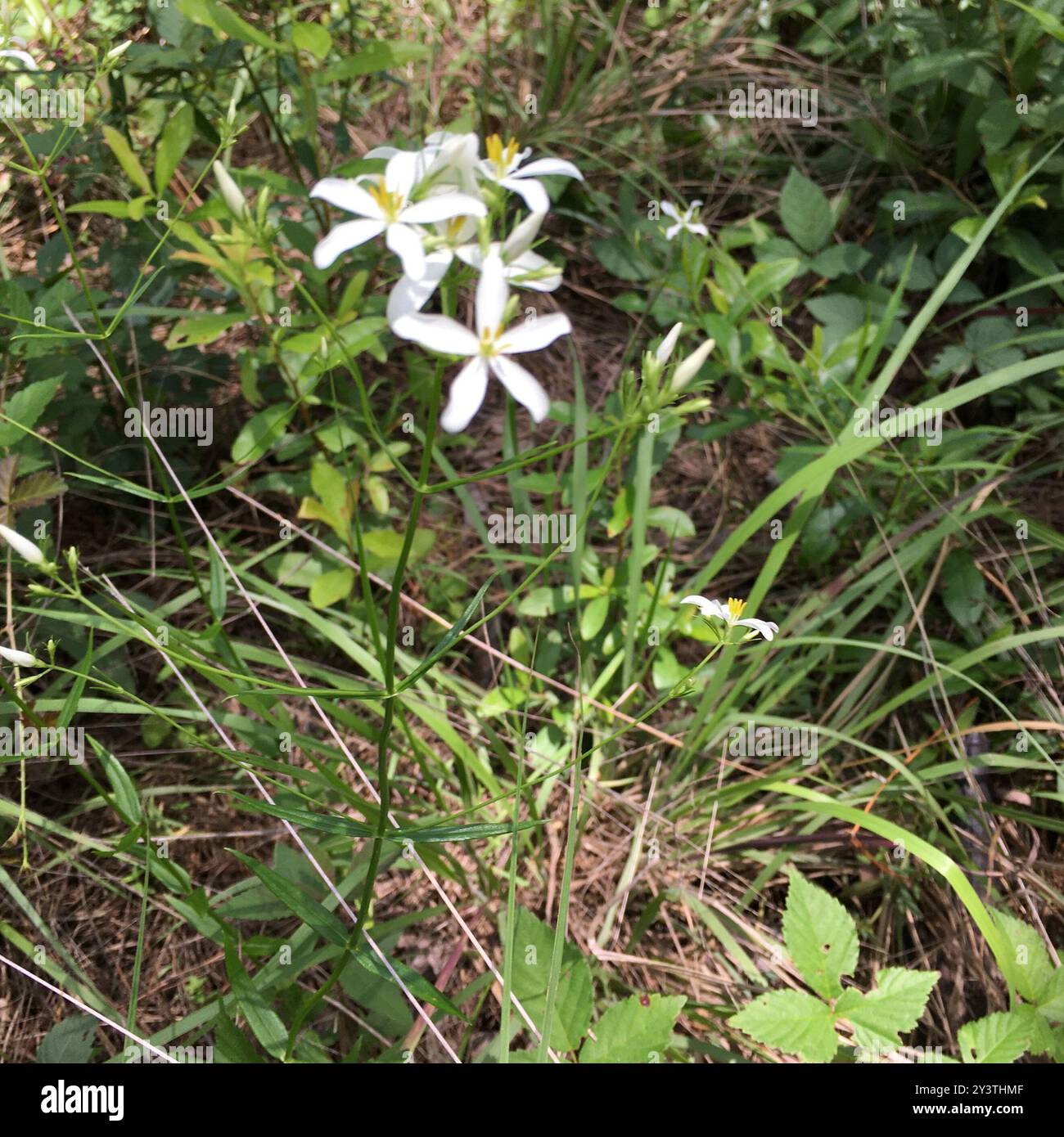 lanceleaf rose-gentian (Sabatia difformis) Plantae Stock Photo - Alamy