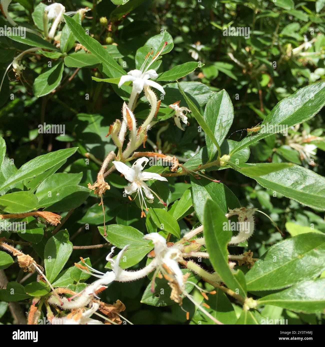 swamp azalea (Rhododendron viscosum) Plantae Stock Photo - Alamy
