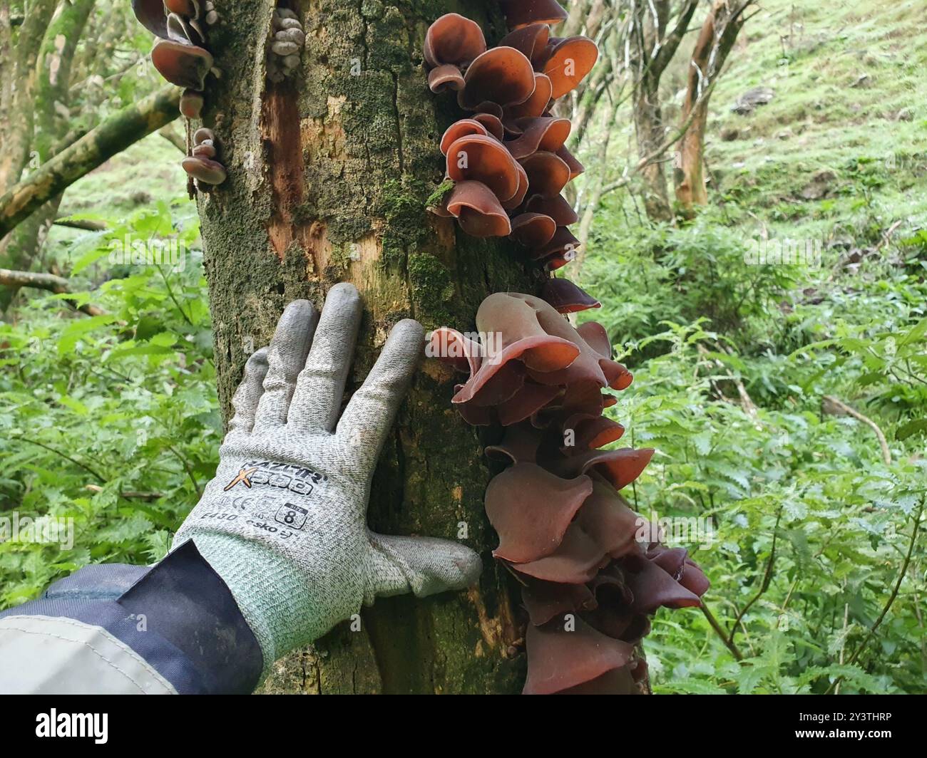Ear fungus (Auricularia cornea) Fungi Stock Photo - Alamy