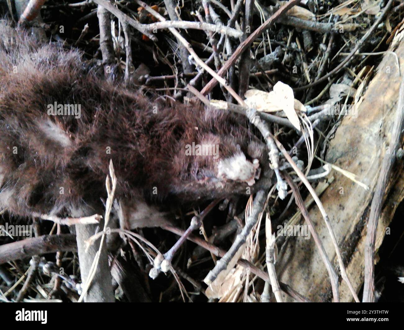 American Mink (Neogale vison) Mammalia Stock Photo - Alamy