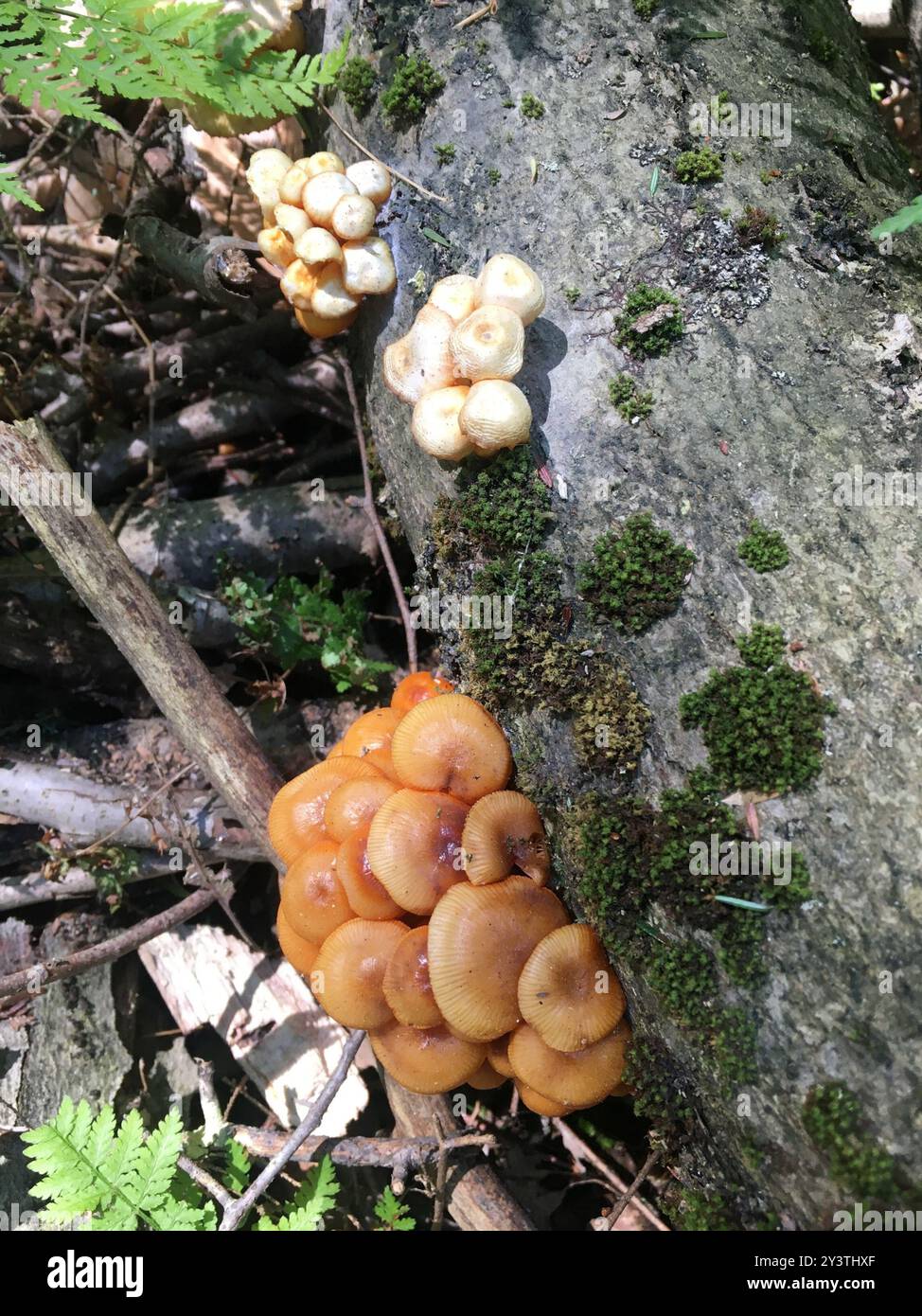 orange mycena (Mycena leaiana) Fungi Stock Photo - Alamy