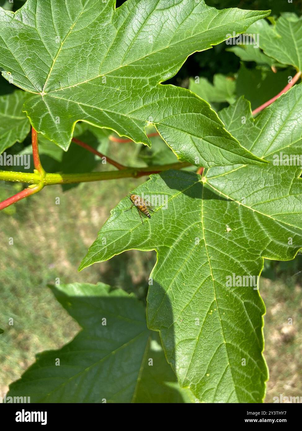Common Stiletto (Thereva nobilitata) Insecta Stock Photo - Alamy