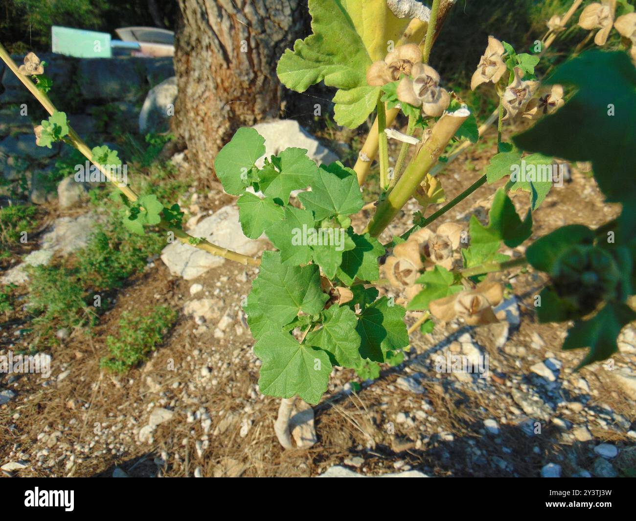 Tree Mallow (Malva arborea) Plantae Stock Photo - Alamy