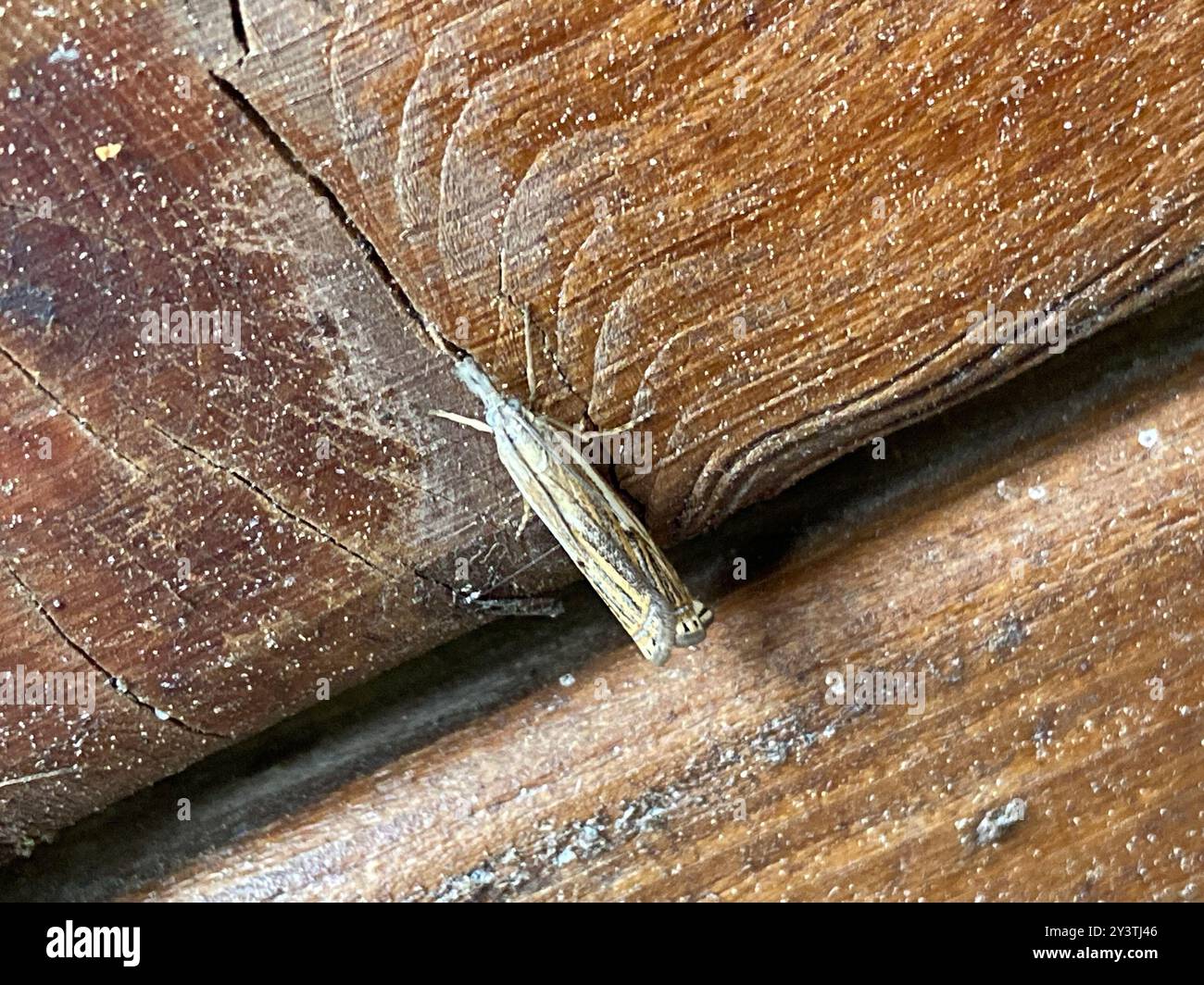 Hook-streaked Grass-veneer (Crambus lathoniellus) Insecta Stock Photo ...