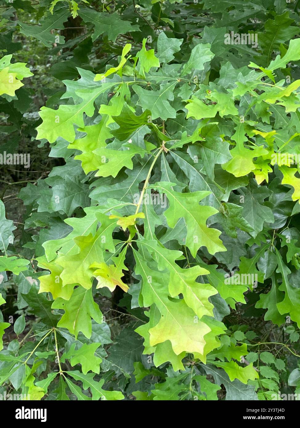 overcup oak (Quercus lyrata) Plantae Stock Photo - Alamy