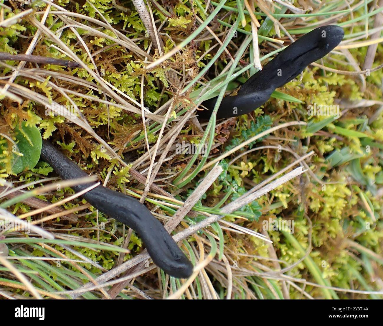 Earth Tongues (Geoglossum) Fungi Stock Photo - Alamy