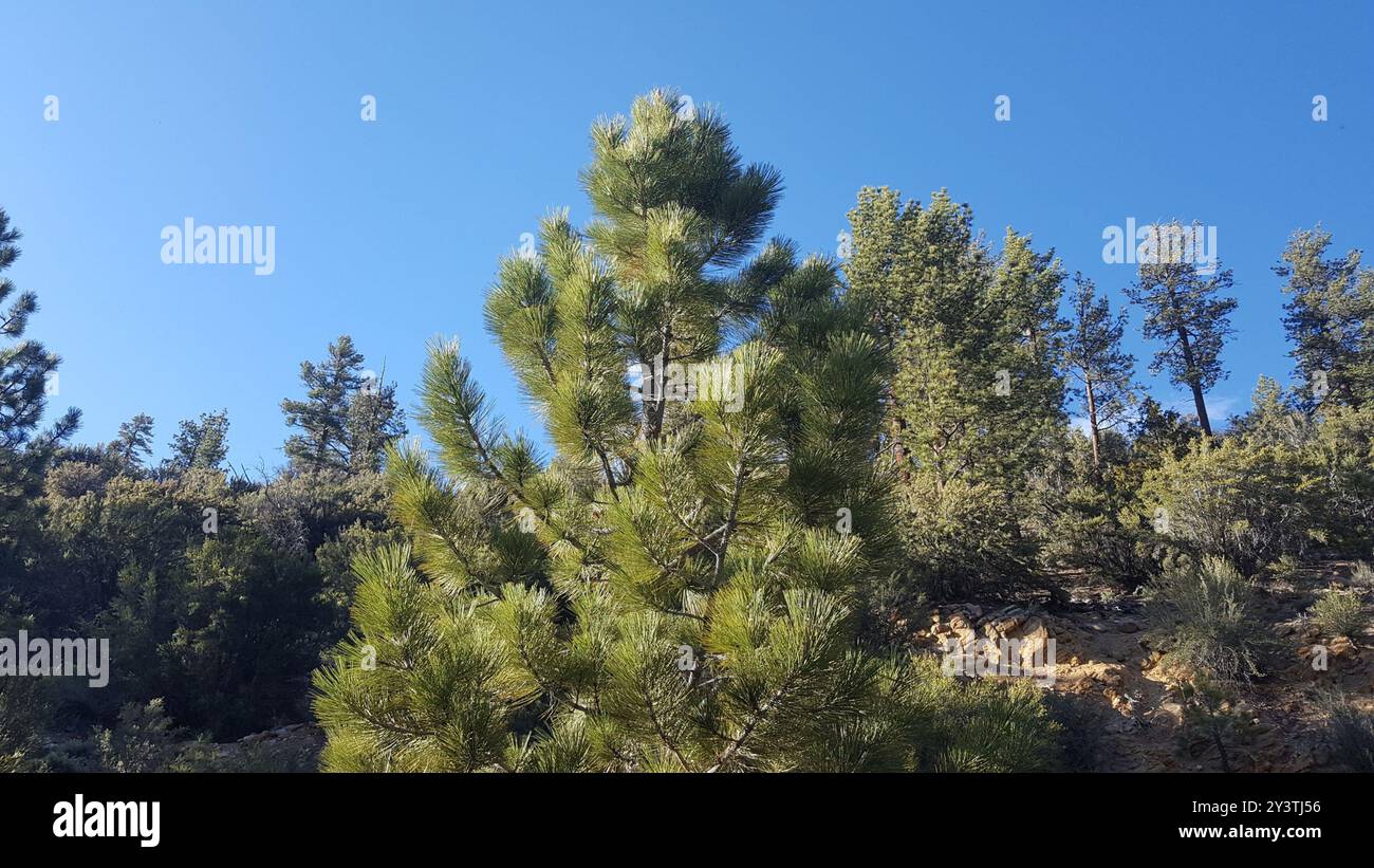 Jeffrey pine (Pinus jeffreyi) Plantae Stock Photo - Alamy