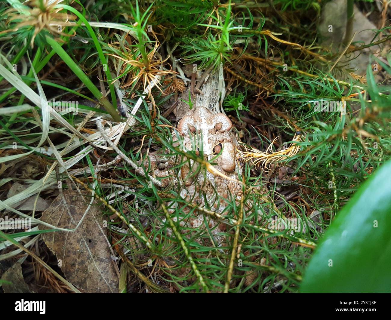 American Toad (Anaxyrus americanus) Amphibia Stock Photo - Alamy
