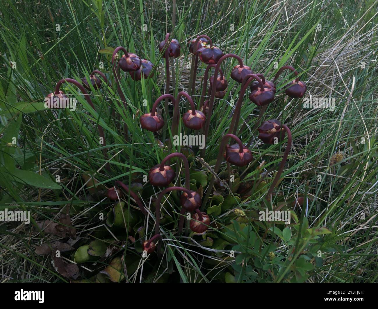 purple pitcher plant (Sarracenia purpurea) Plantae Stock Photo - Alamy