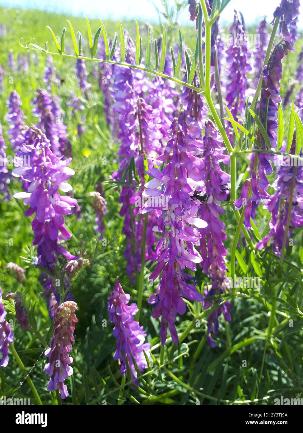Fine-leaved Vetch (Vicia tenuifolia) Plantae Stock Photo - Alamy