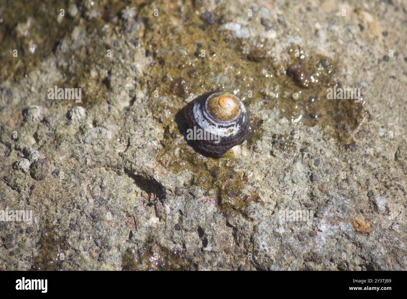 Black Tegula (Tegula funebralis) Mollusca Stock Photo - Alamy