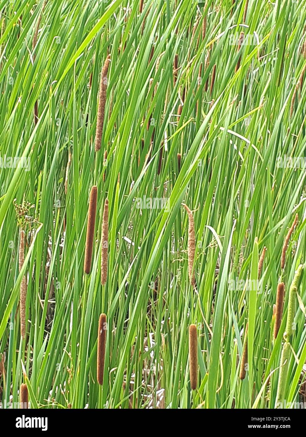 narrow-leaved cattail (Typha angustifolia) Plantae Stock Photo - Alamy