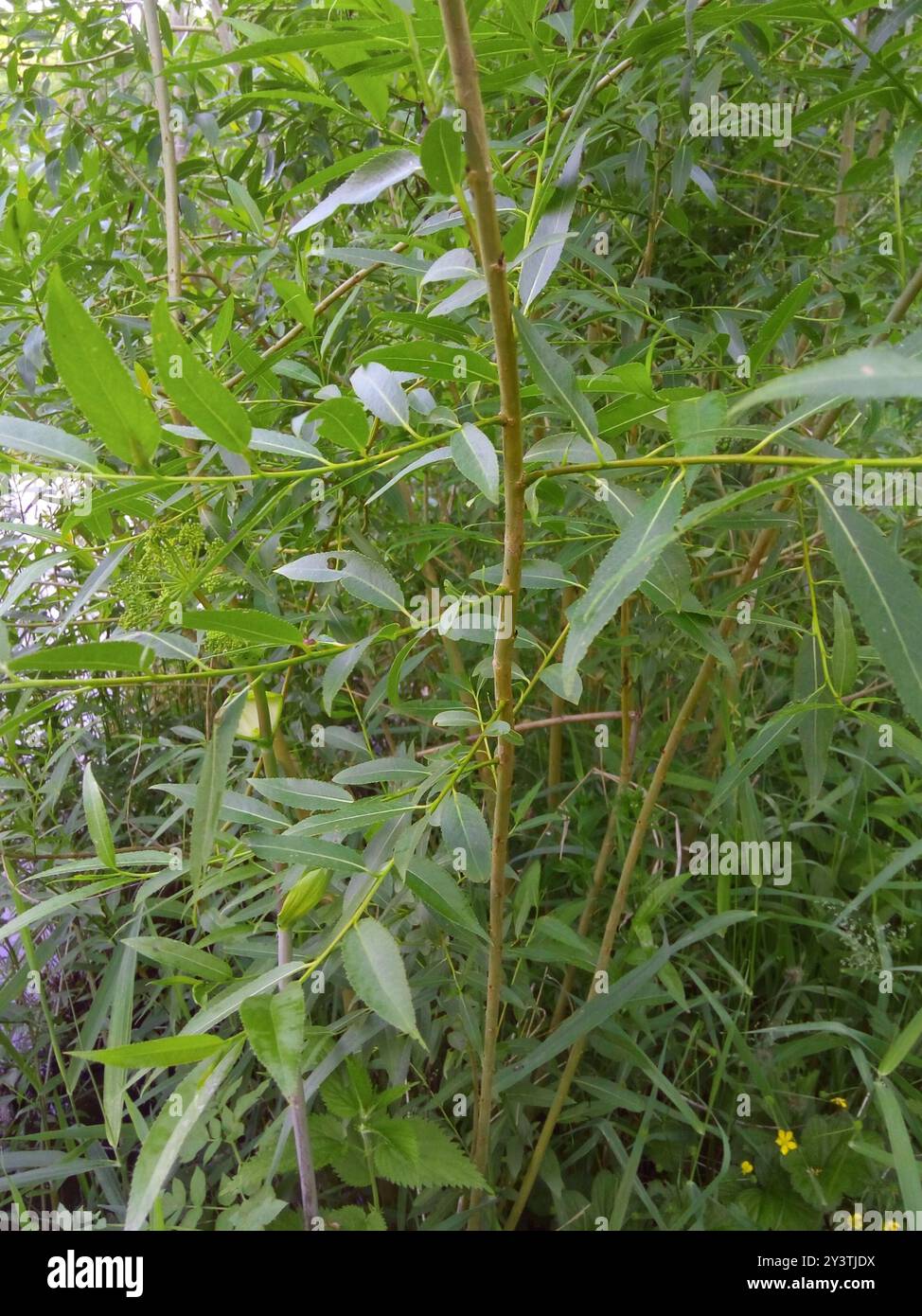 Purple Willow (Salix purpurea) Plantae Stock Photo - Alamy