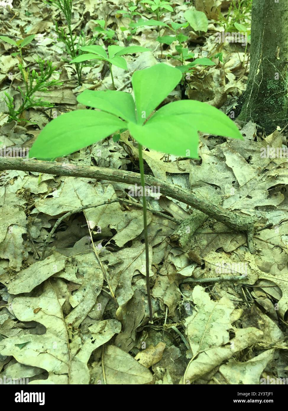 Large Whorled Pogonia (Isotria verticillata) Plantae Stock Photo - Alamy