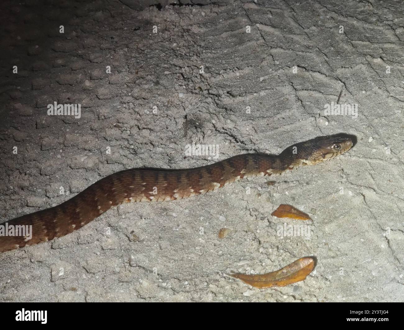 Florida Watersnake (Nerodia fasciata pictiventris) Reptilia Stock Photo ...